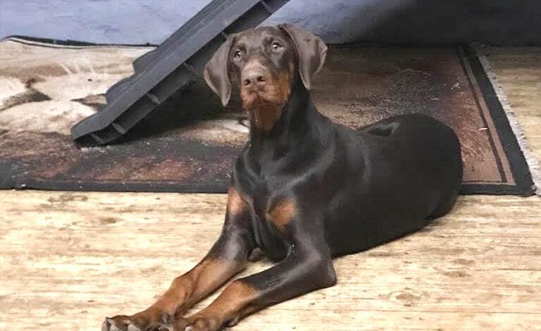 Gesundheit | Dobermann vom Schwansee